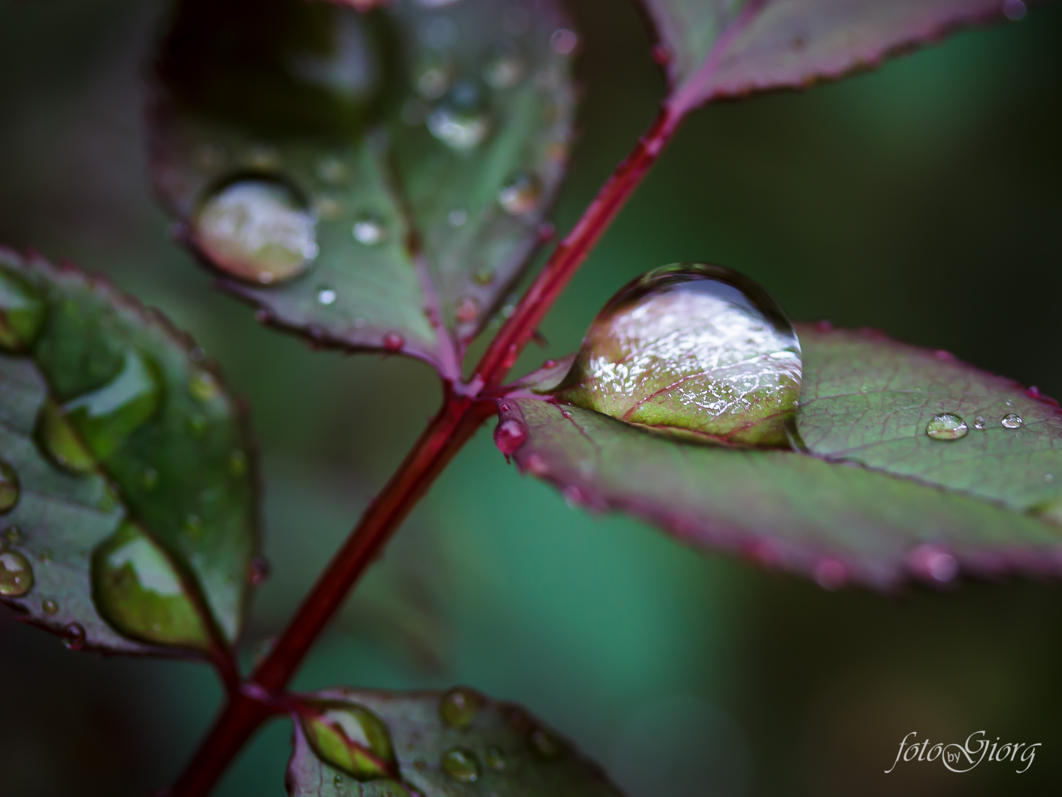 Up Close | Foto by Giorg Photography